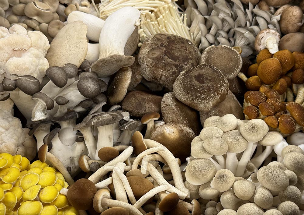 Mushroom Products – Hazel Dell Mushrooms